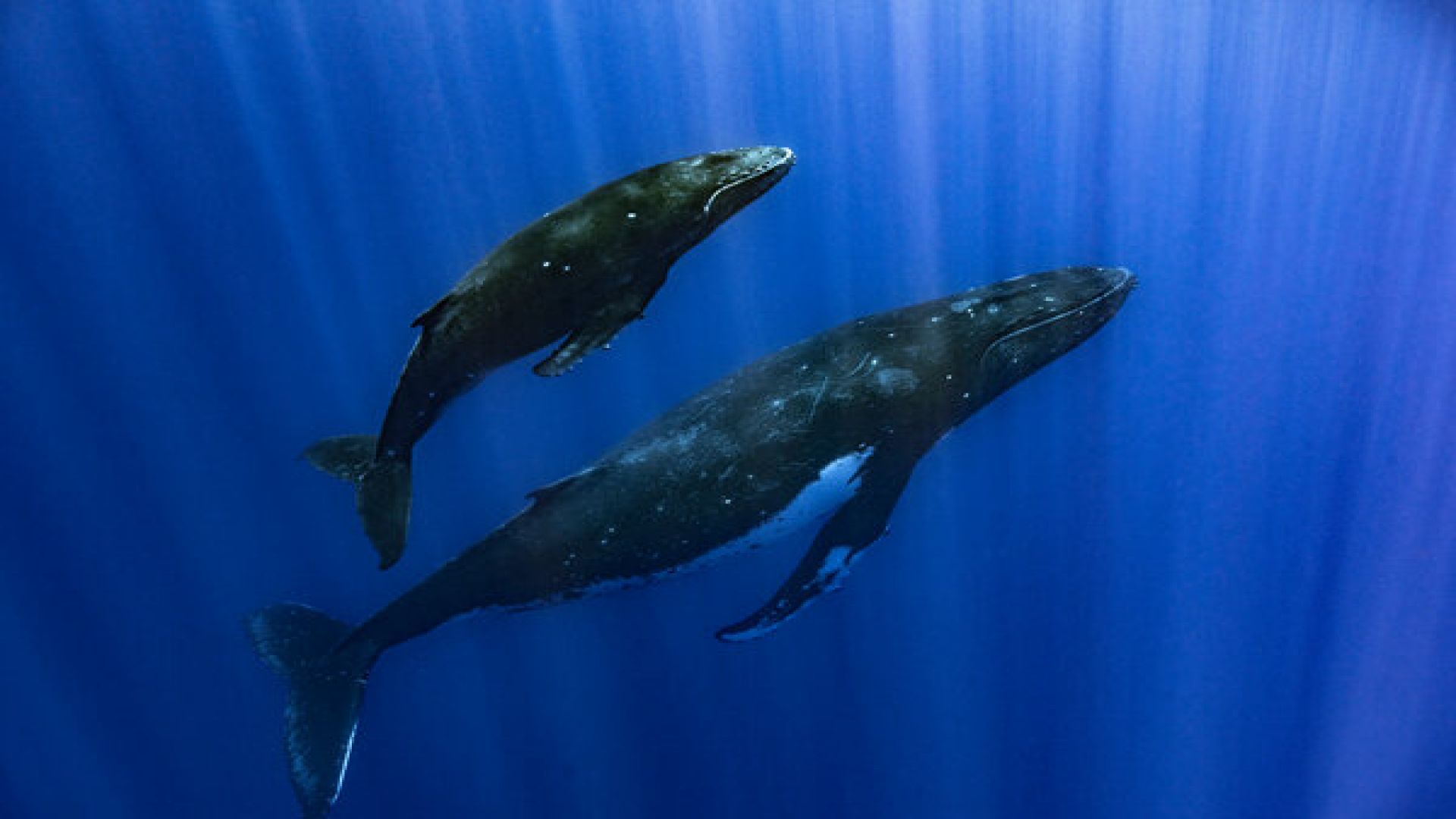 In Move to Protect Whales, Polynesian Indigenous Groups Give Them ...